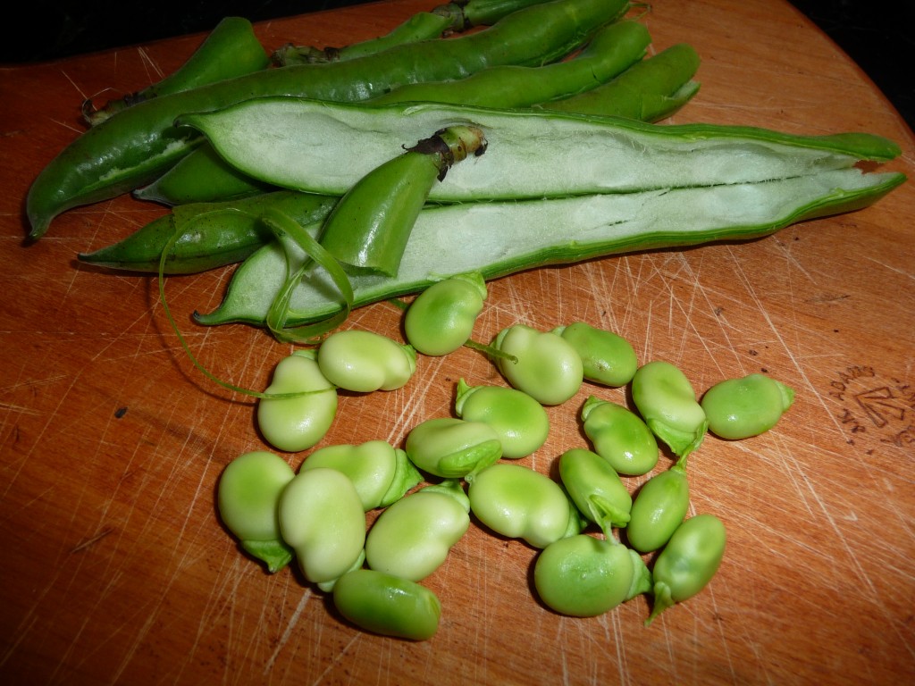 Choosing and Preparing Fava Beans « Culinary Getaways Sherry Page